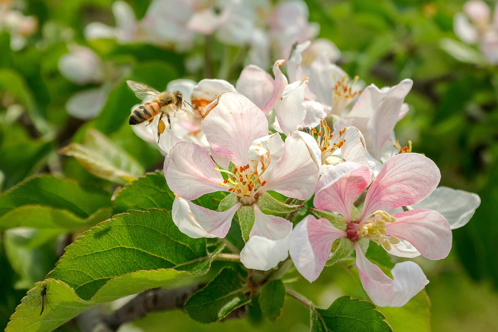 Spring Guide to County Cider – The County Cider Company